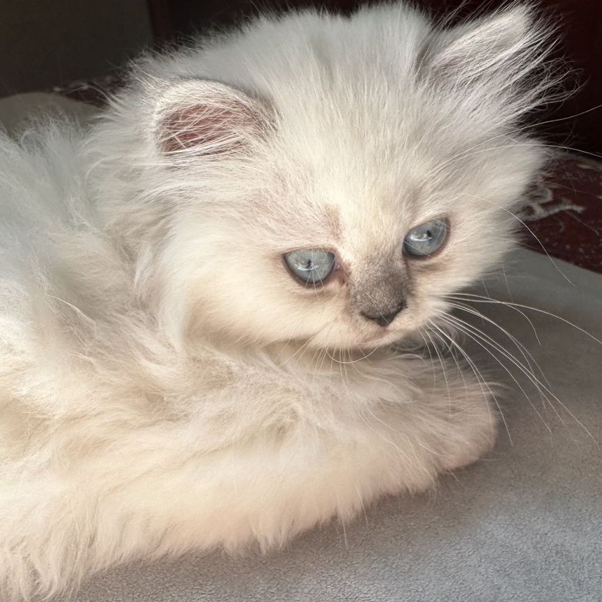 Британский короткошёрстный котёнок