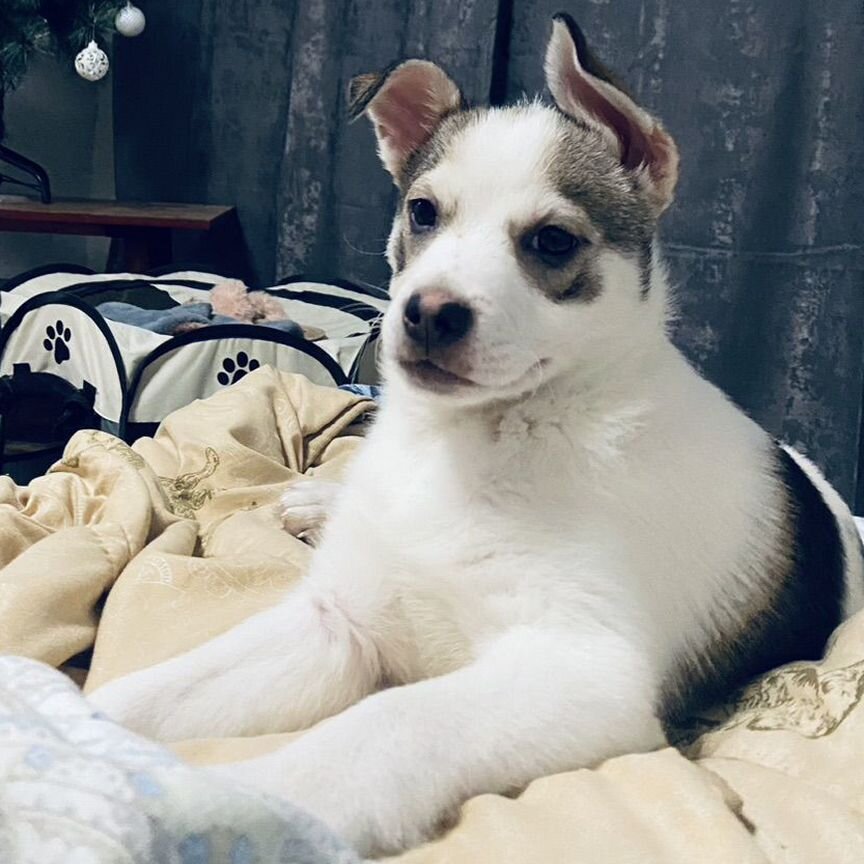 Джек рассел терьер