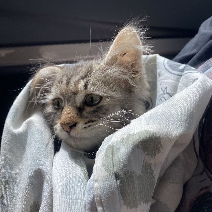 Котенок в добрые руки бесплатно