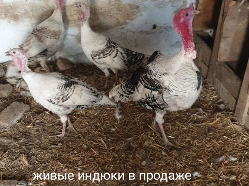 Индюки домашние