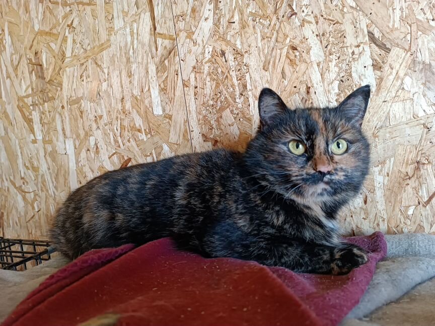 Кошка Плюшка