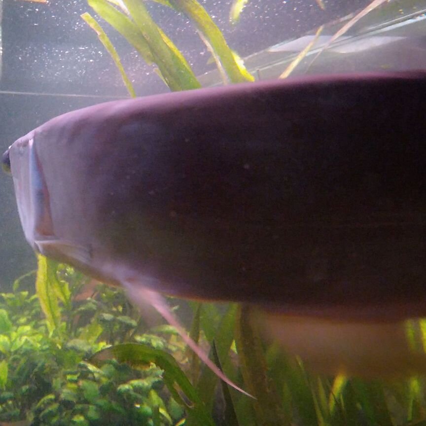 Рыба аравана