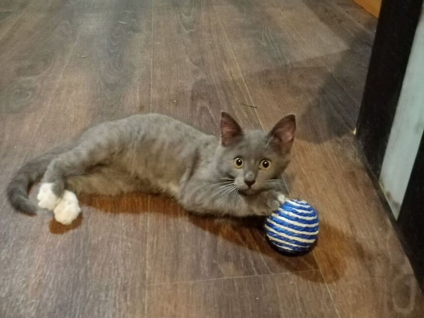 Отдам в добрые руки котёнка