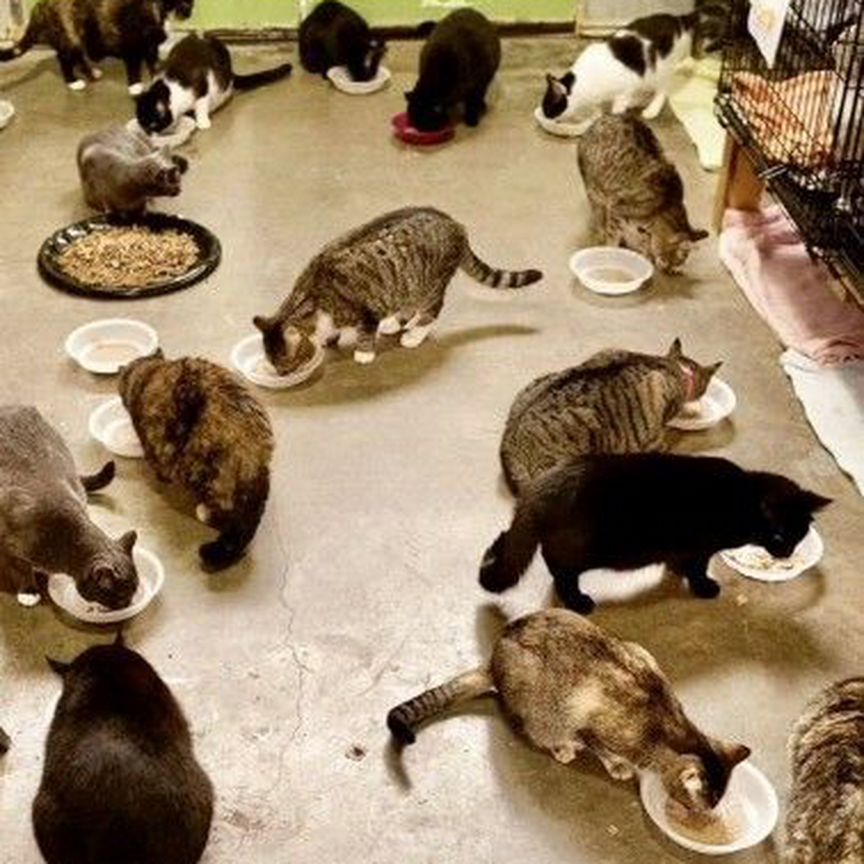 Котики из приюта