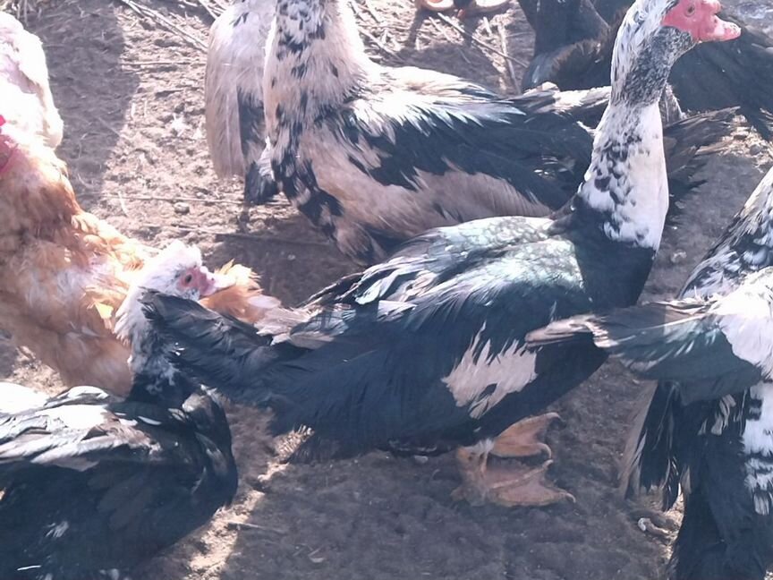 Индоутки на племя