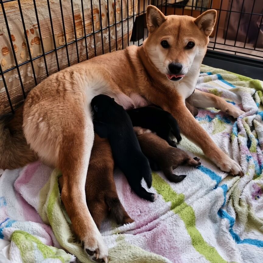 Сиба-ину, щенок