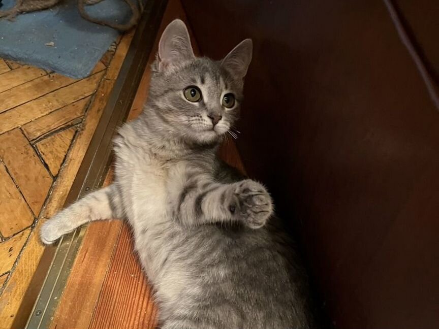 Котята в добрые руки