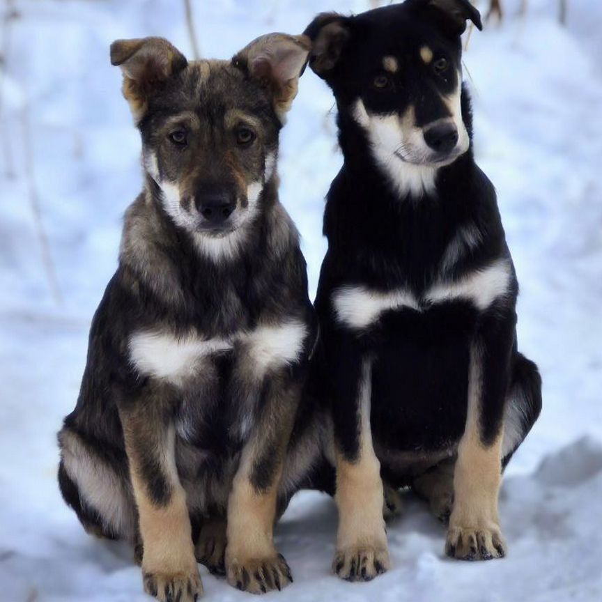 Взрослый пёс в добрые руки