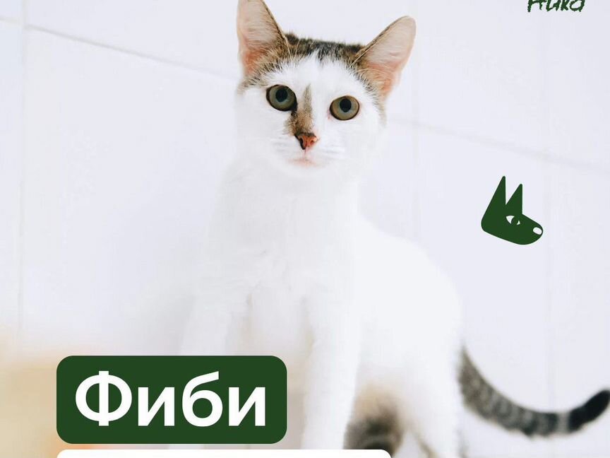 Кошка Фиби в добрые руки бесплатно