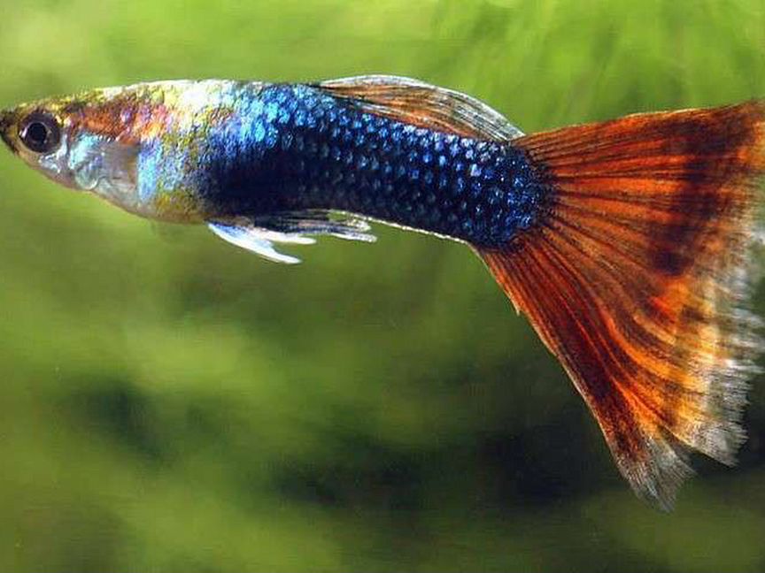 Гуппи, улитки, растения