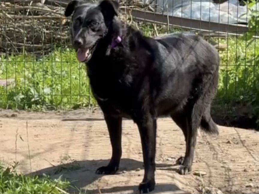 Собака сытенькая мало гуляет нужен дом