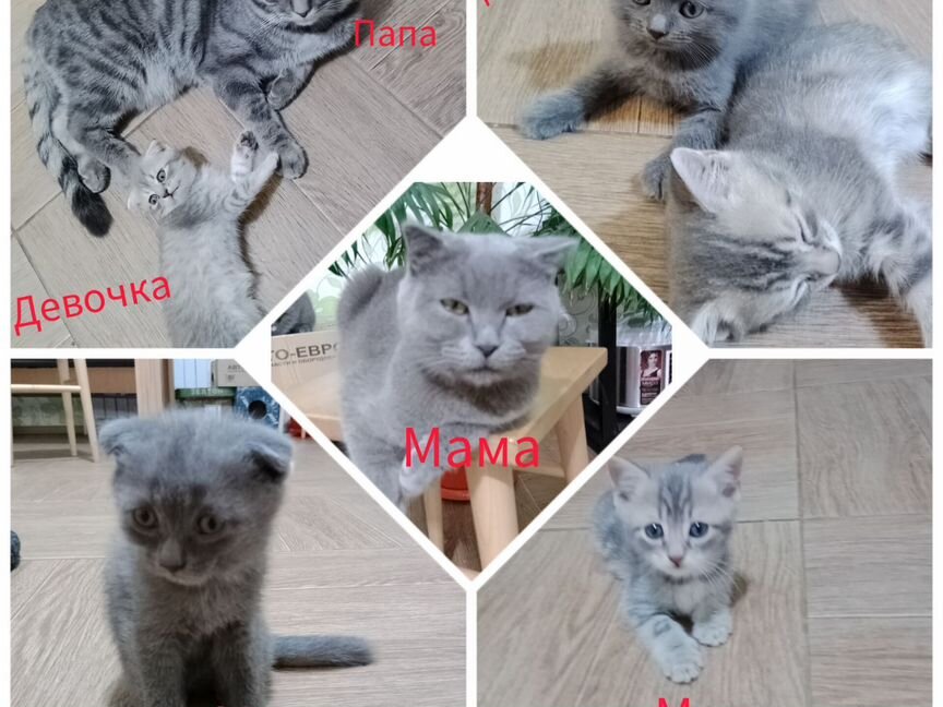 Британская