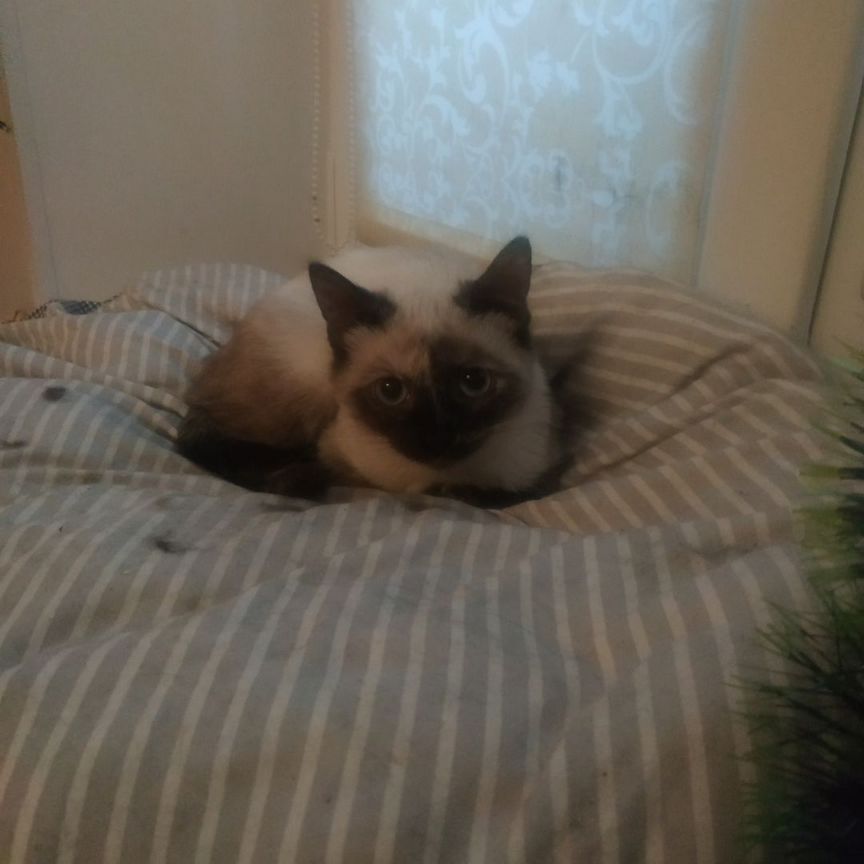 Котёнок