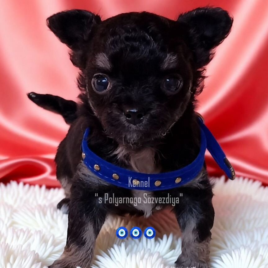 Чихуахуа, щенок