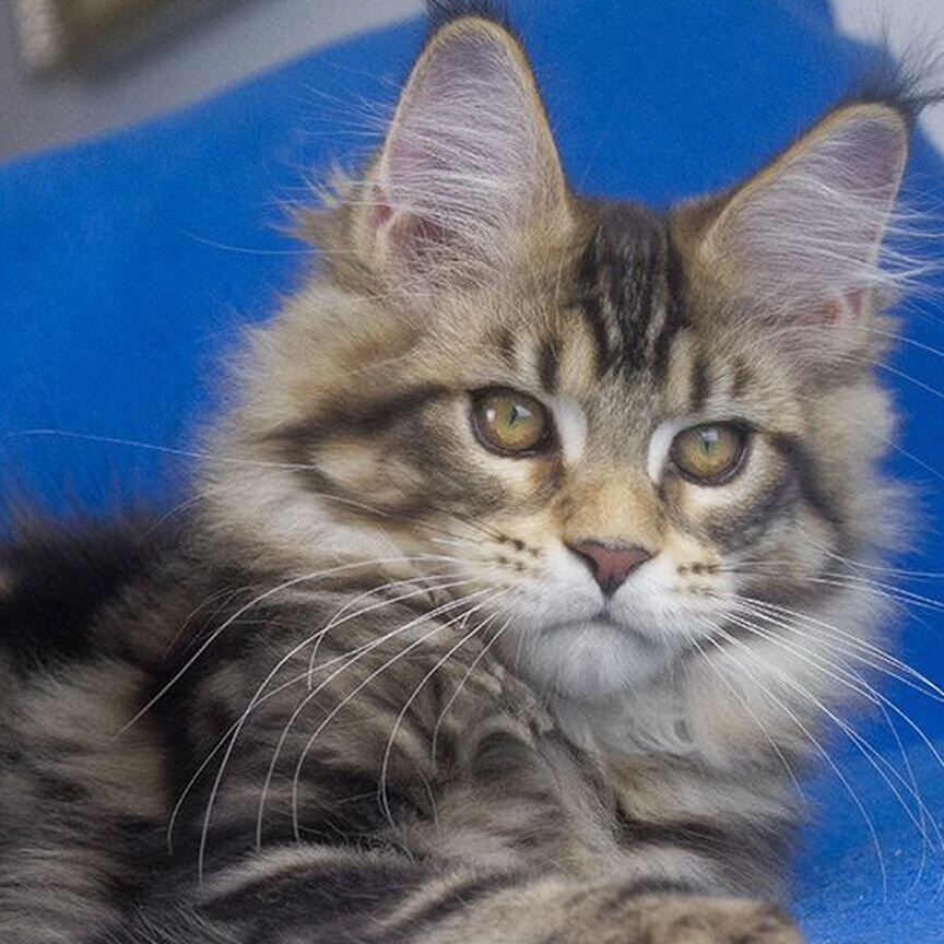 Мейн-кун котёнок