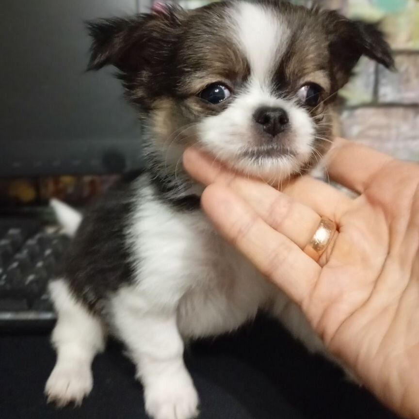 Щенки чихуахуа