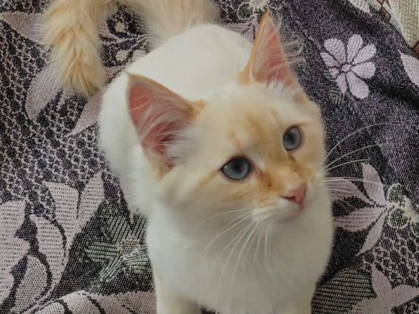 Котенок ищет дом