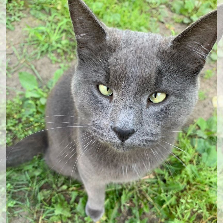 Красавец косоглазик ищет дом