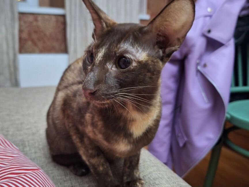 Ориентальная кошка в добрые руки