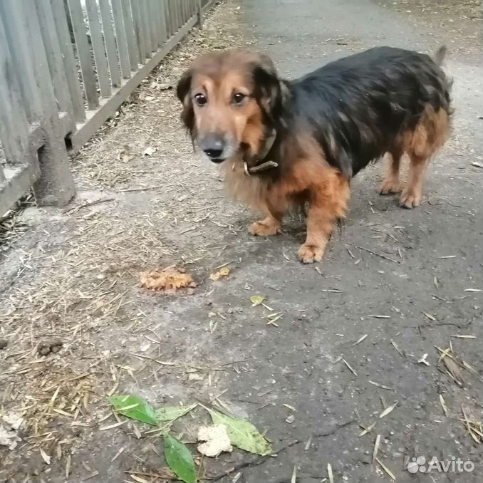 Такса найдена ищем хозяев