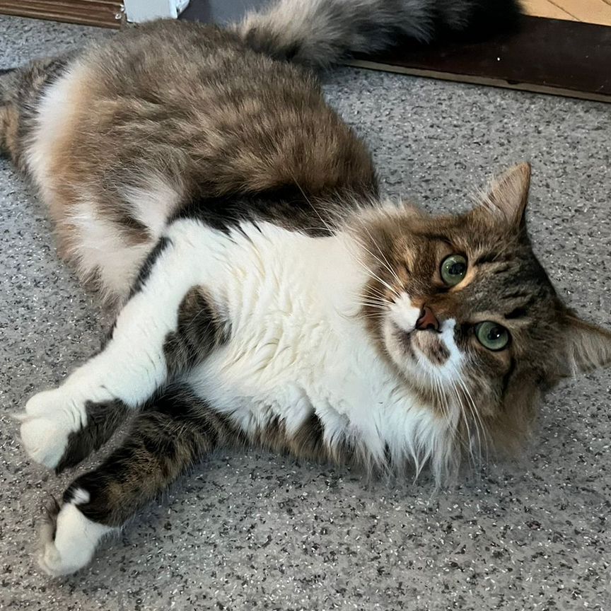 Коты в добрые руки санкт-петербург