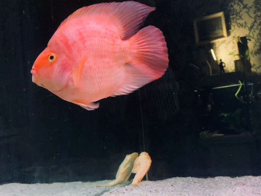 Попугай Кинг Конг(Red parrot)