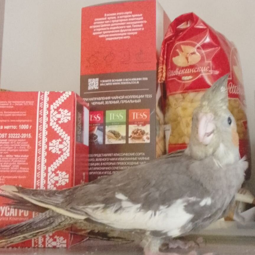 Попугай корелла птенец