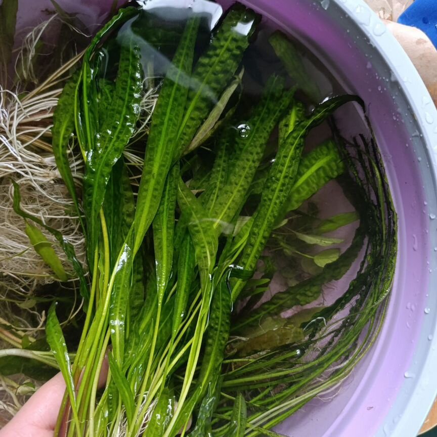 Аквариумные растения