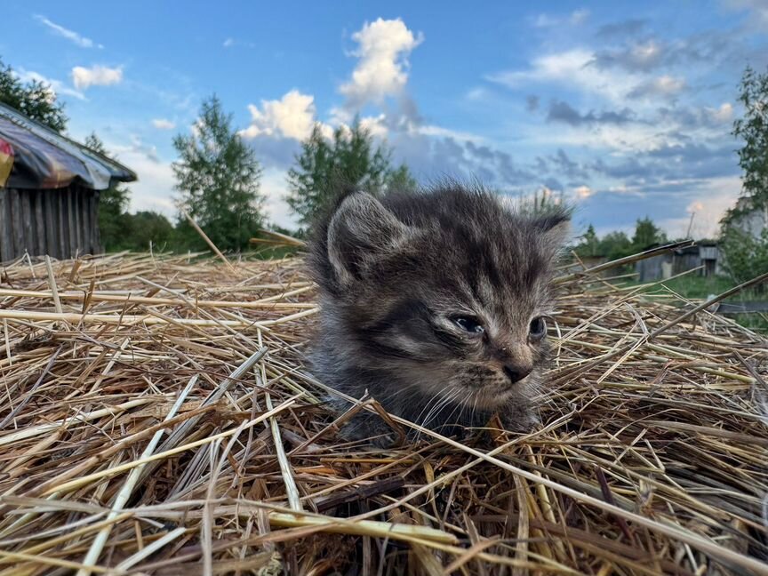 Маленький котенок девочка в хорошие руки