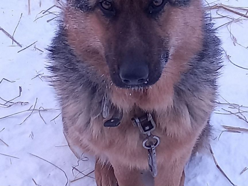 Немецкая овчарка