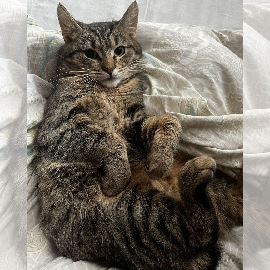 Кошка в добрые руки