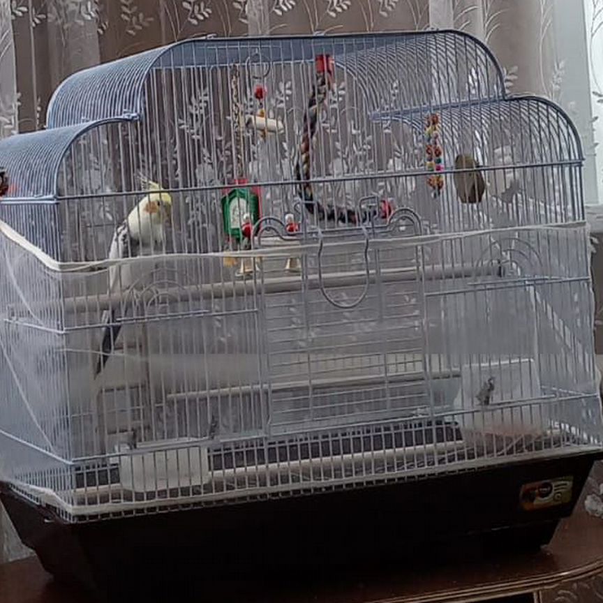 Попугай корелла
