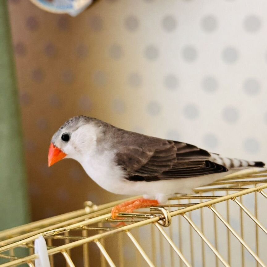Амадины с клеткой