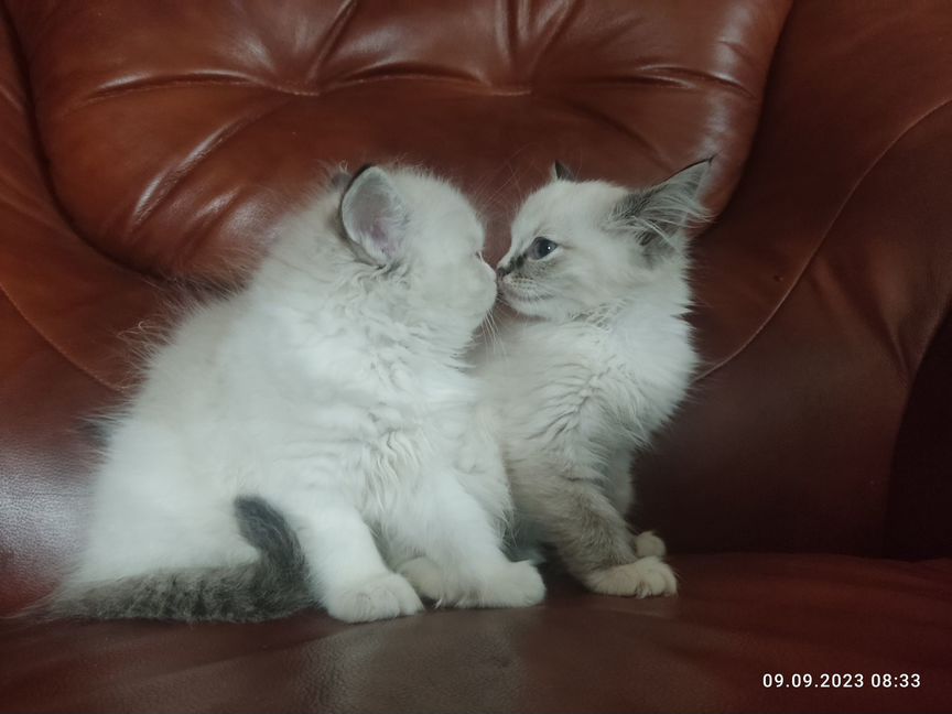 Котята рэгдолльчики