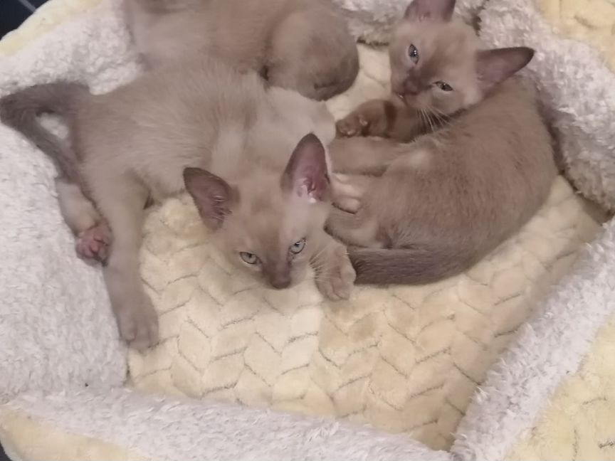 Продаю Бурманских котят