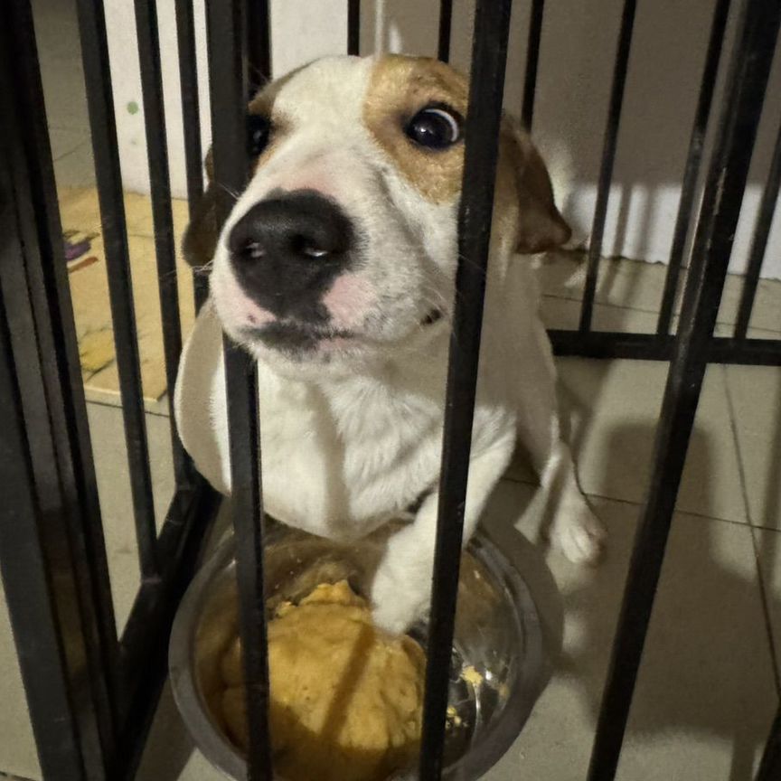 Джек-рассел-терьер, взрослая собака