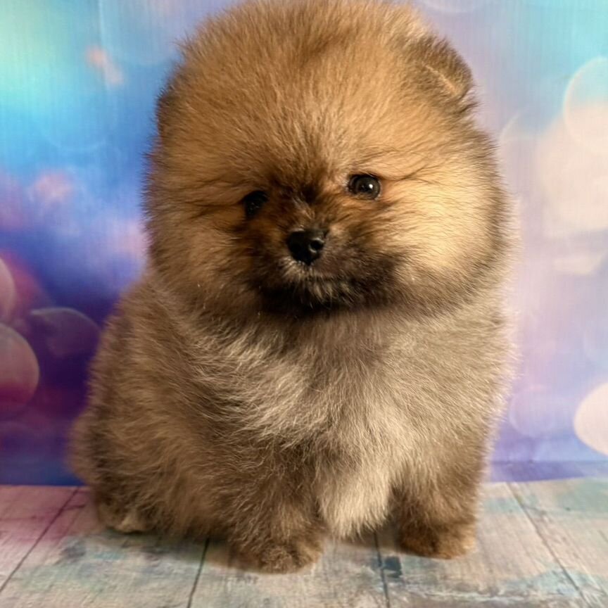Померанский шпиц, щенок