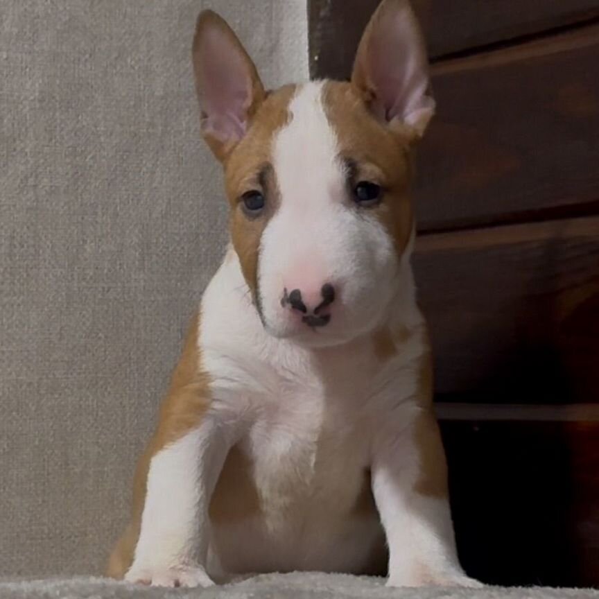 Мини-бультерьер, щенок