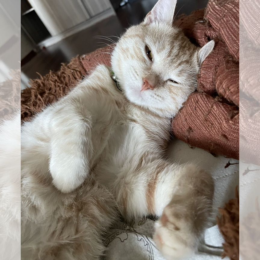 Ищем кошку для вязки