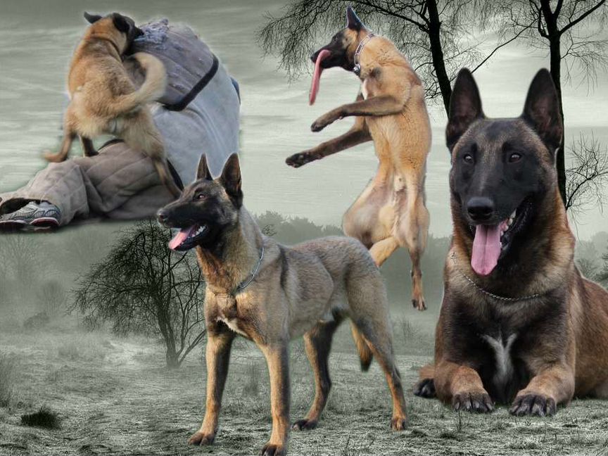 Малинуа вязка