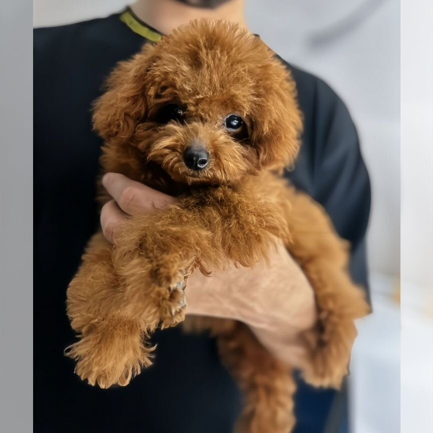 Той-пудель, щенок