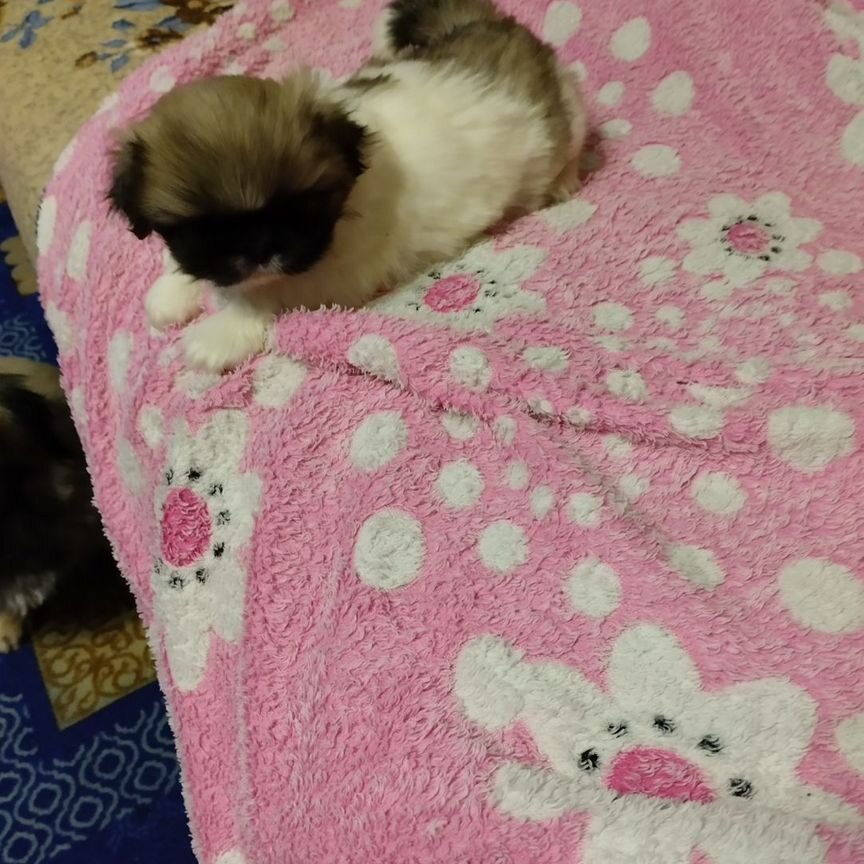 Животные