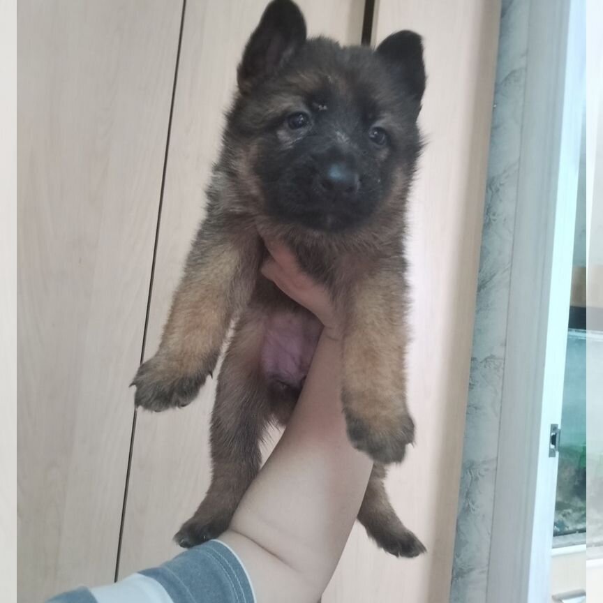 Немецкая овчарка, щенок