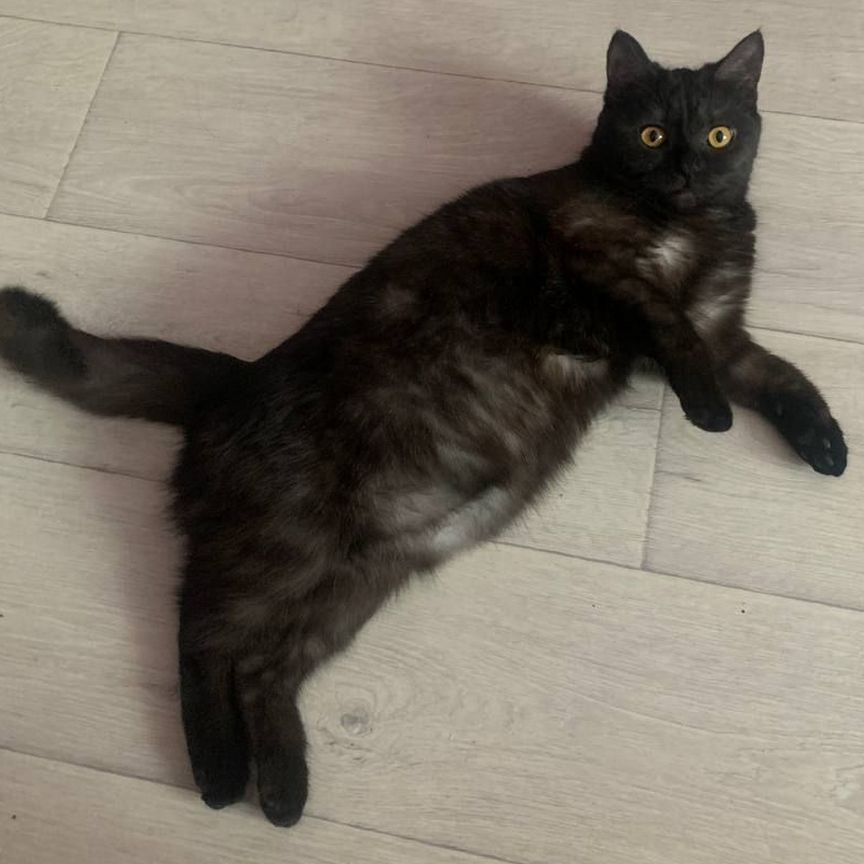 Кошечка