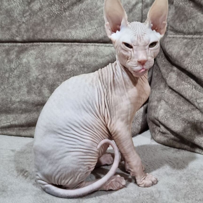 Донской сфинкс