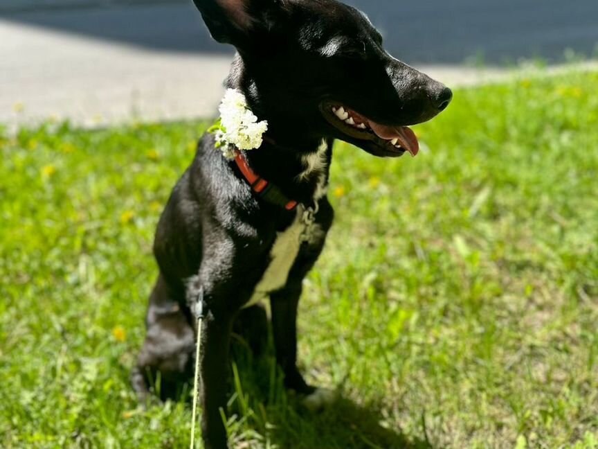 Метис овчарки в добрые руки