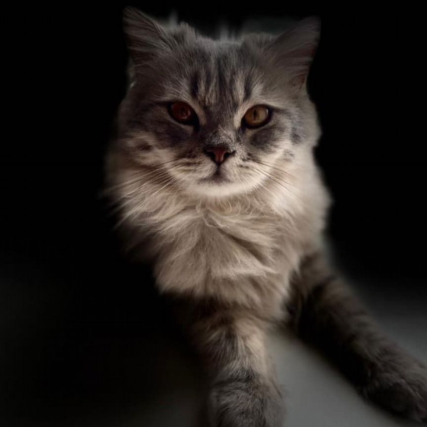 Кот в добрые руки