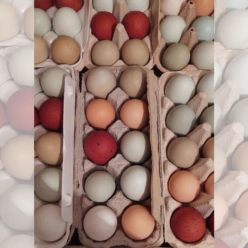 Инкубационное яйцо кур