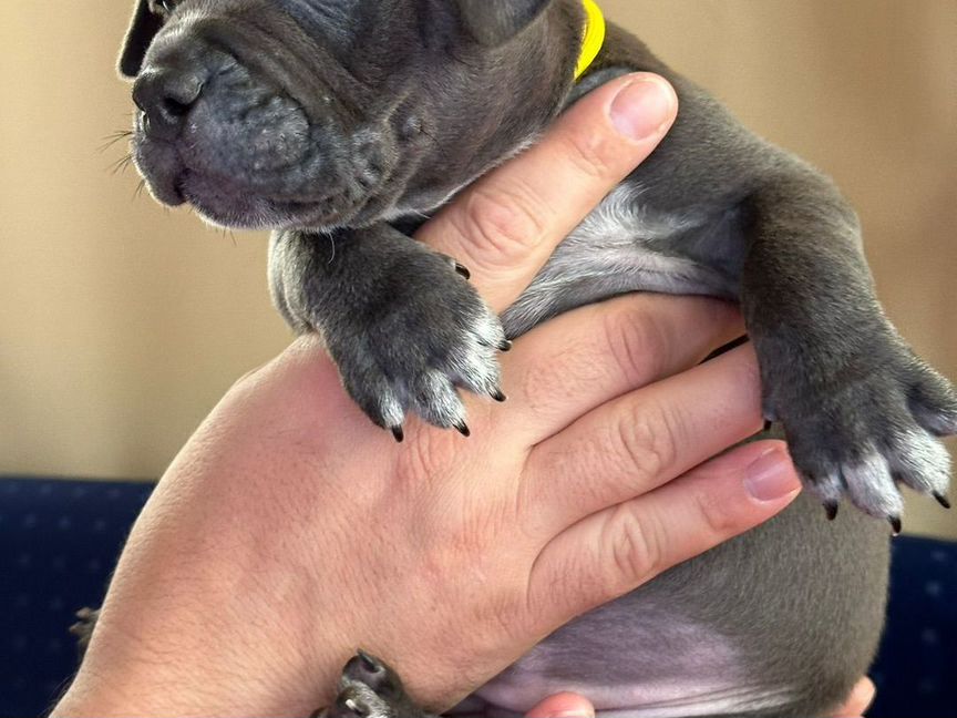 Щенок амбулли стандарт