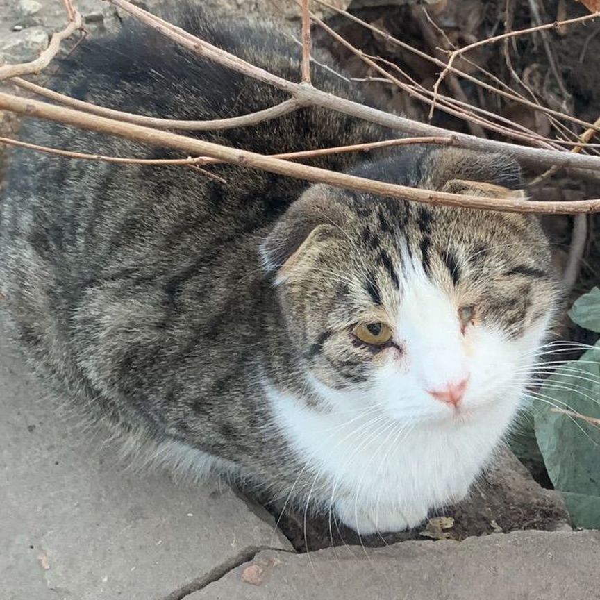 Кот